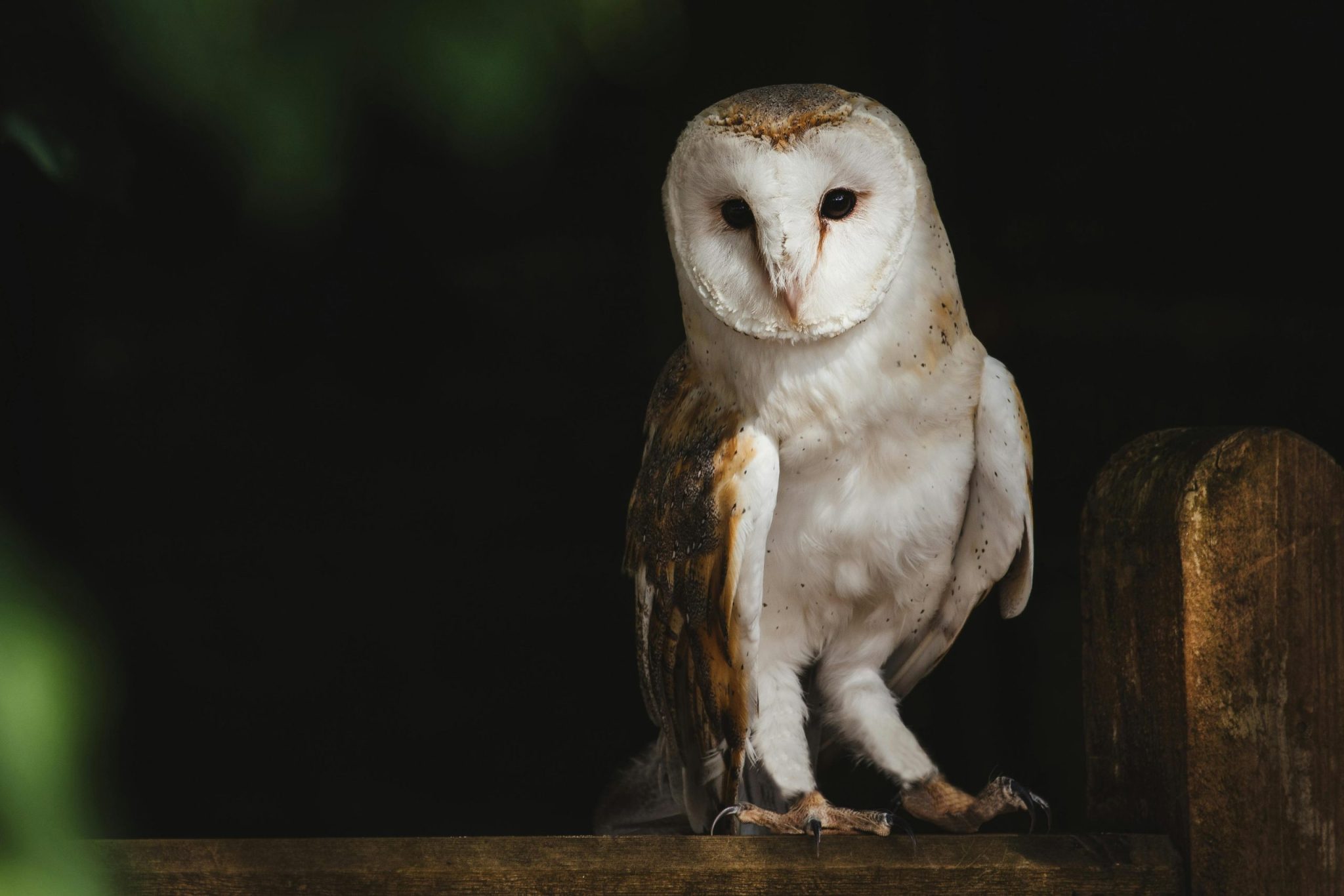 Restore Habitat UK - Protecting UK's Wildlife